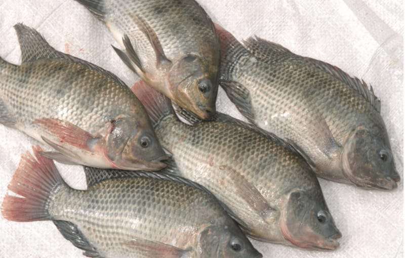 Tilapia Fish 40lbs box - African Heritage Market